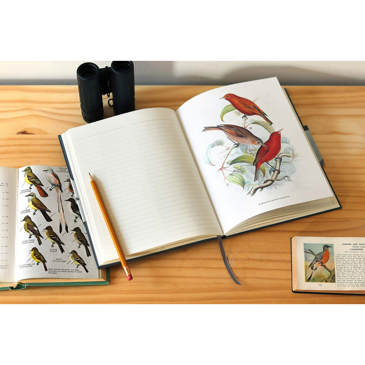 The Observer's Notebook, Birds – Nest